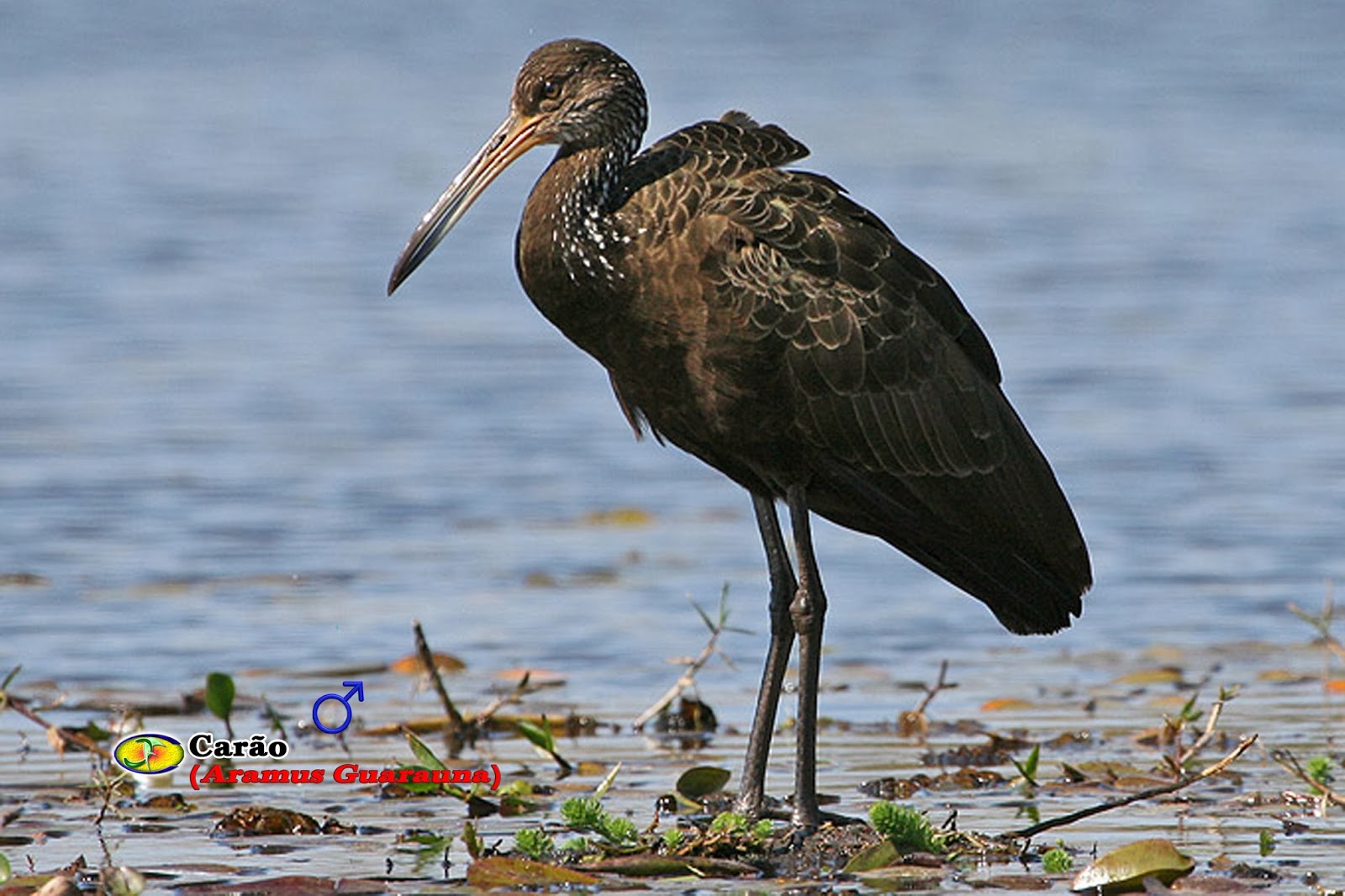 Zoologia: Carão (Aramus guarauna)